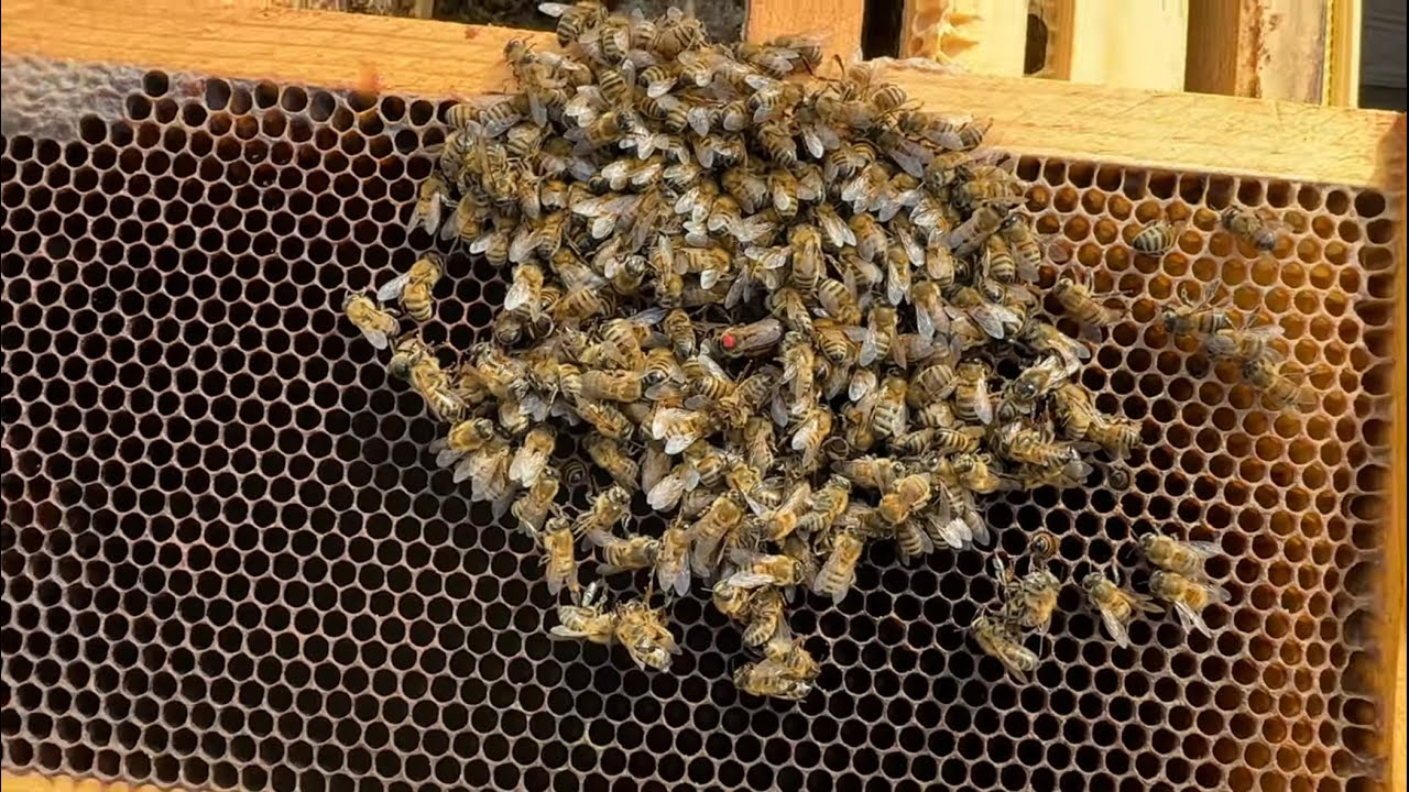 Bring Out Your Dead - (Building a Bee Business Vlog #34) - YouTube