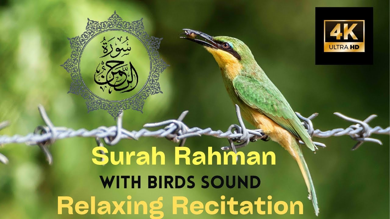 Surah-Ar-Rahman with Various Relaxing Birds Sounds and 4k HD videos ...