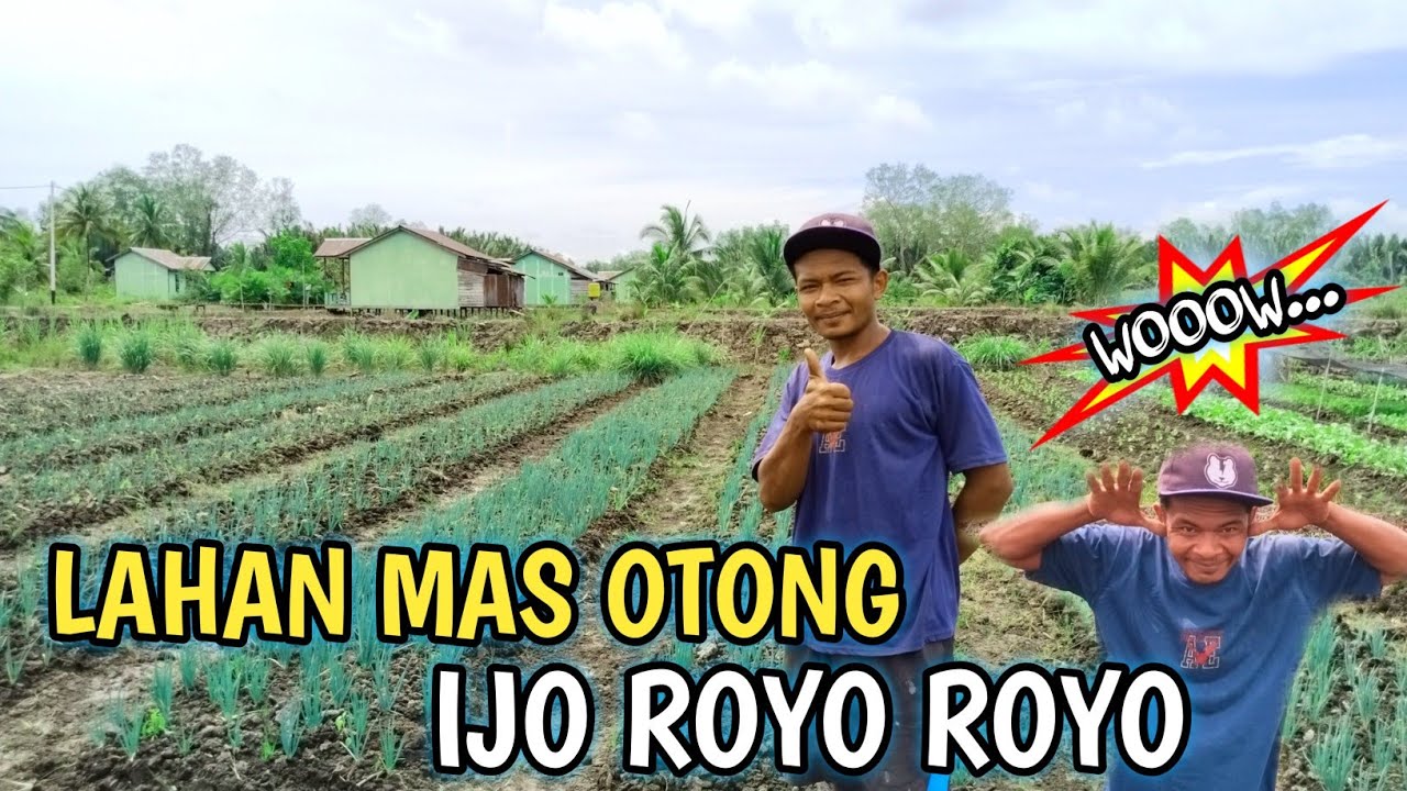 LAHAN MAS OTONG SEMAKIN MENGHIJAU TRANSMIGRASI KALIMANTAN UTARA SP 1O ...