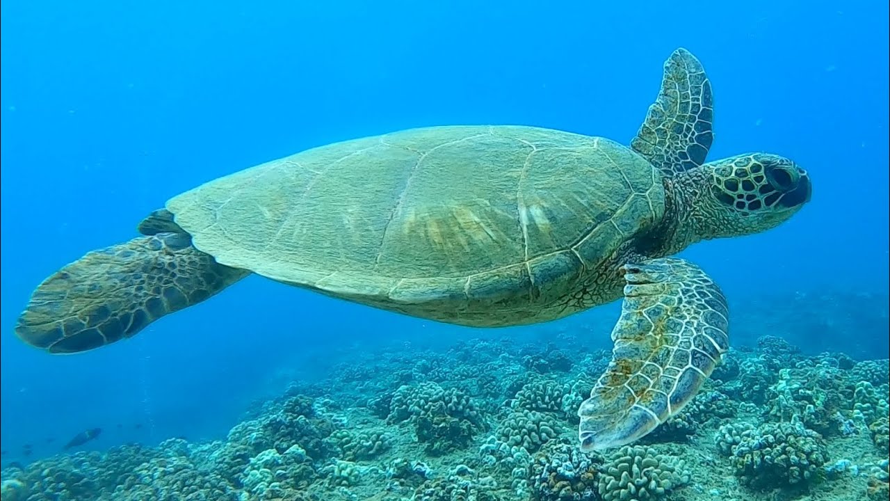 Scuba diving with a green sea turtle off the coast of North Shore, Oahu ...