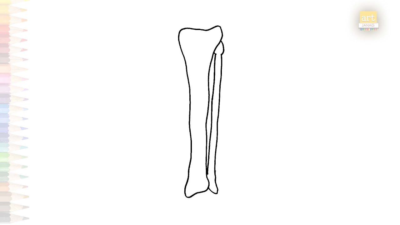 Tibia / Shinbone drawing | Science drawings | How to draw Tibia step by ...
