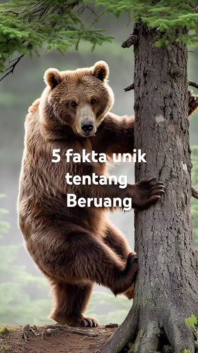 5 fakta unik beruang #faktaunik #faktahewan - YouTube
