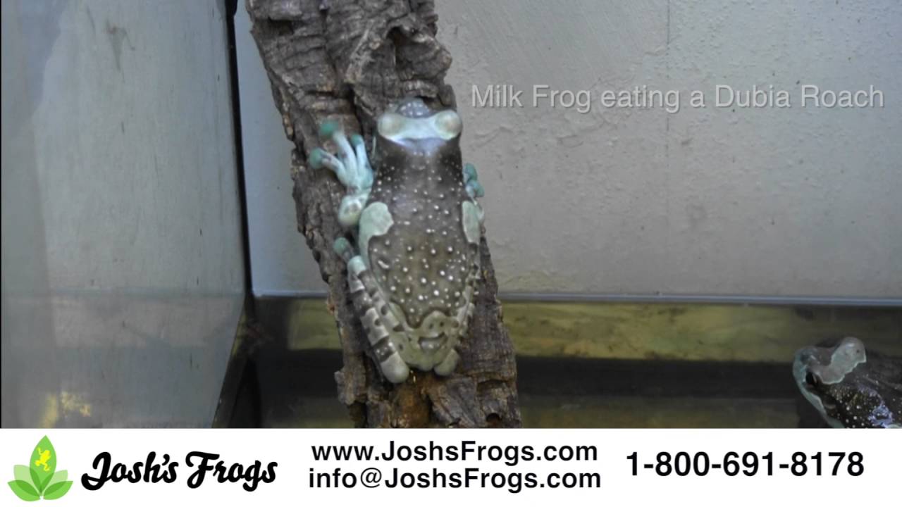 Amazon Milk Frogs Eating - YouTube