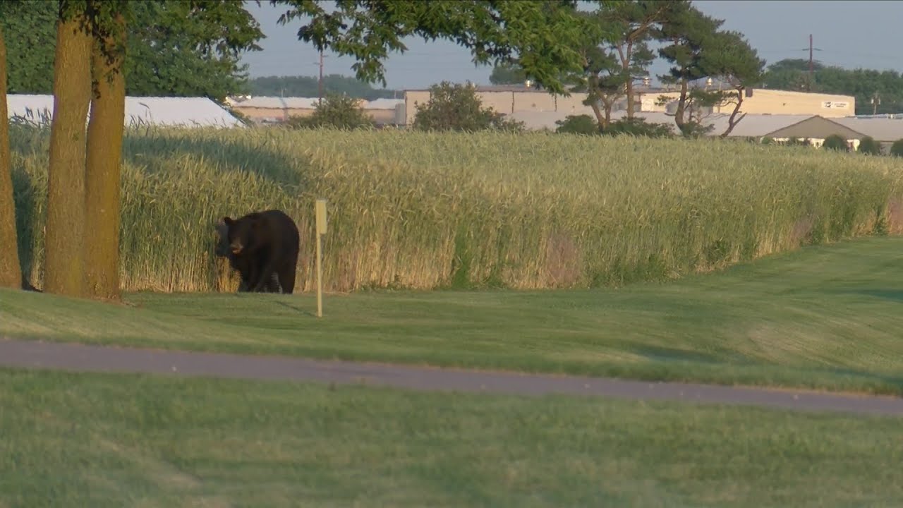 DNR says leave the bear alone - YouTube