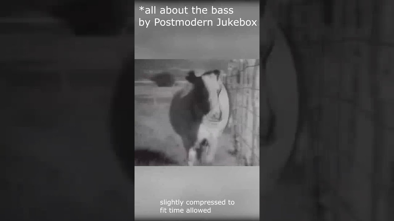 Cows - all about the Bass - YouTube