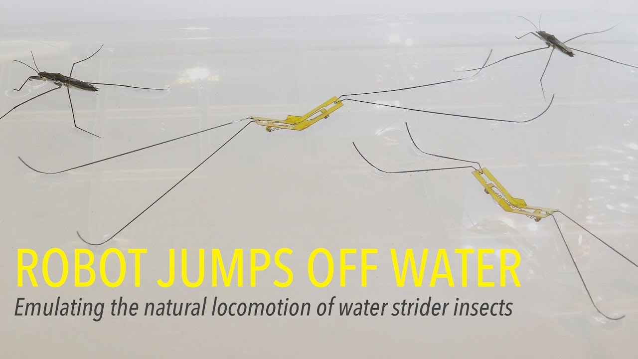 Robot Jumps Off Water: Emulating the natural locomotion of water ...