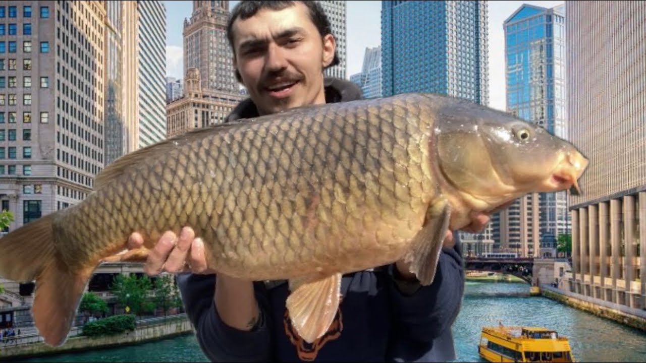 Massive fish caught from Chicago riverwalk(First video ever) - YouTube