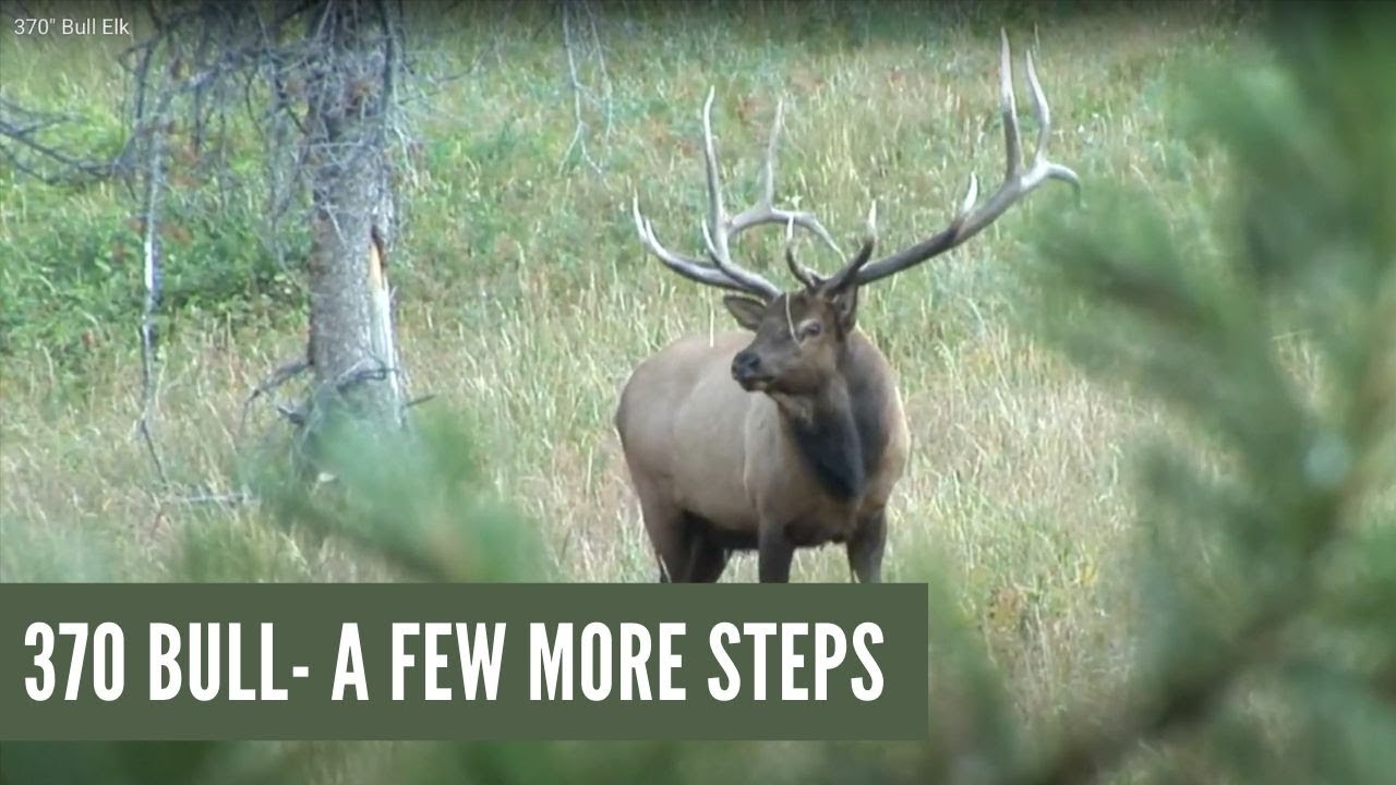 370" Bull Elk - YouTube