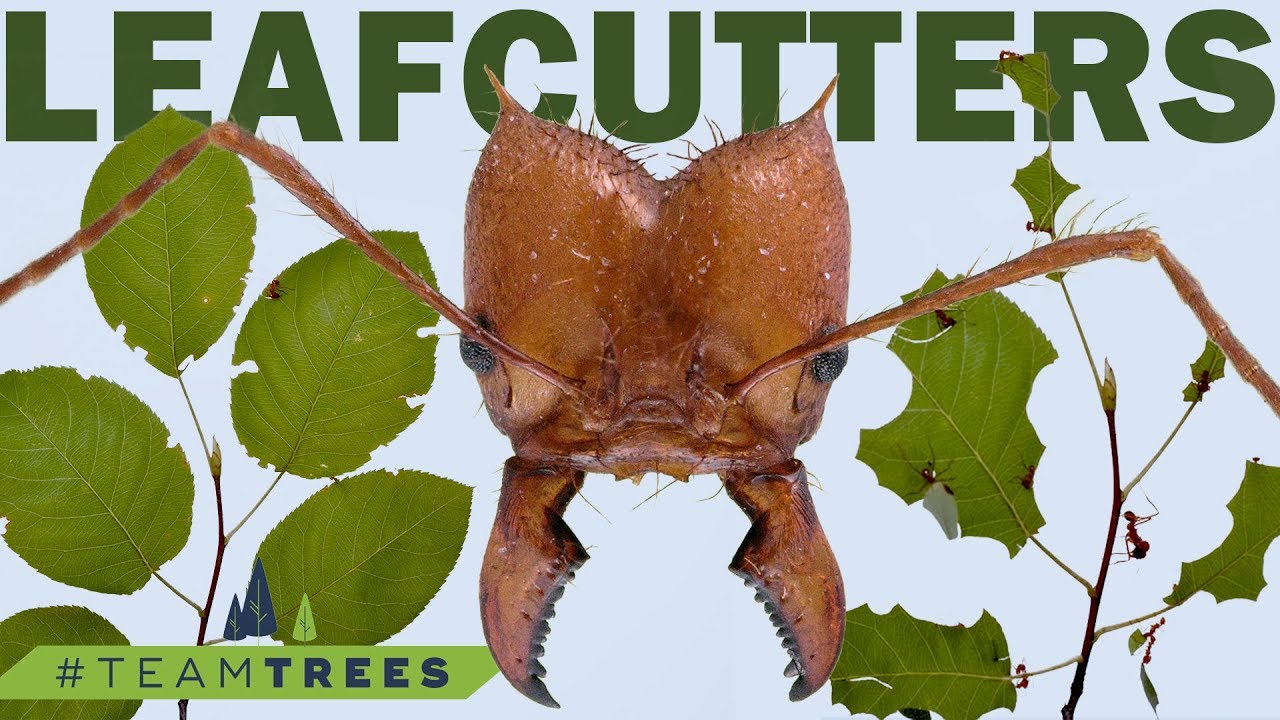 How Do Leafcutter Ants Cut Leaves Off Of Trees TeamTrees YouTube how-do-leafcutter-ants-cut-leaves-off-of-trees-teamtrees-youtube