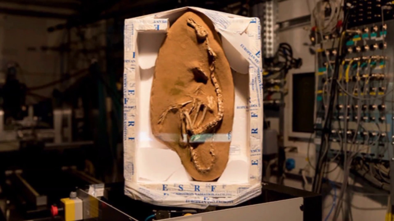 Swan headed dinosaur identified (Halszkaraptor escuilliei) - YouTube