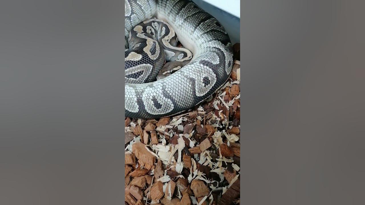 Pregnant ball python ️ ️ #python #trending #viral #animals #pets # ...