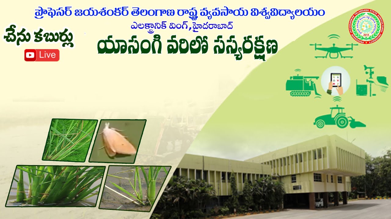 YouTube LIVE Programme on Rabi Rice Plant Protection l యాసంగి వరిలో ...