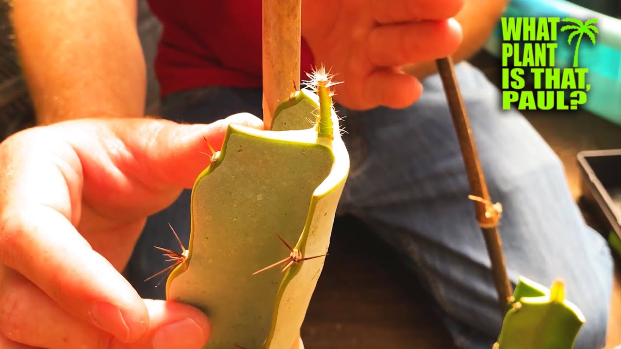 DRAGON FRUIT GRAFTING MEGA MIX ( Flat Graft, Drill Bit Method, Seedling ...