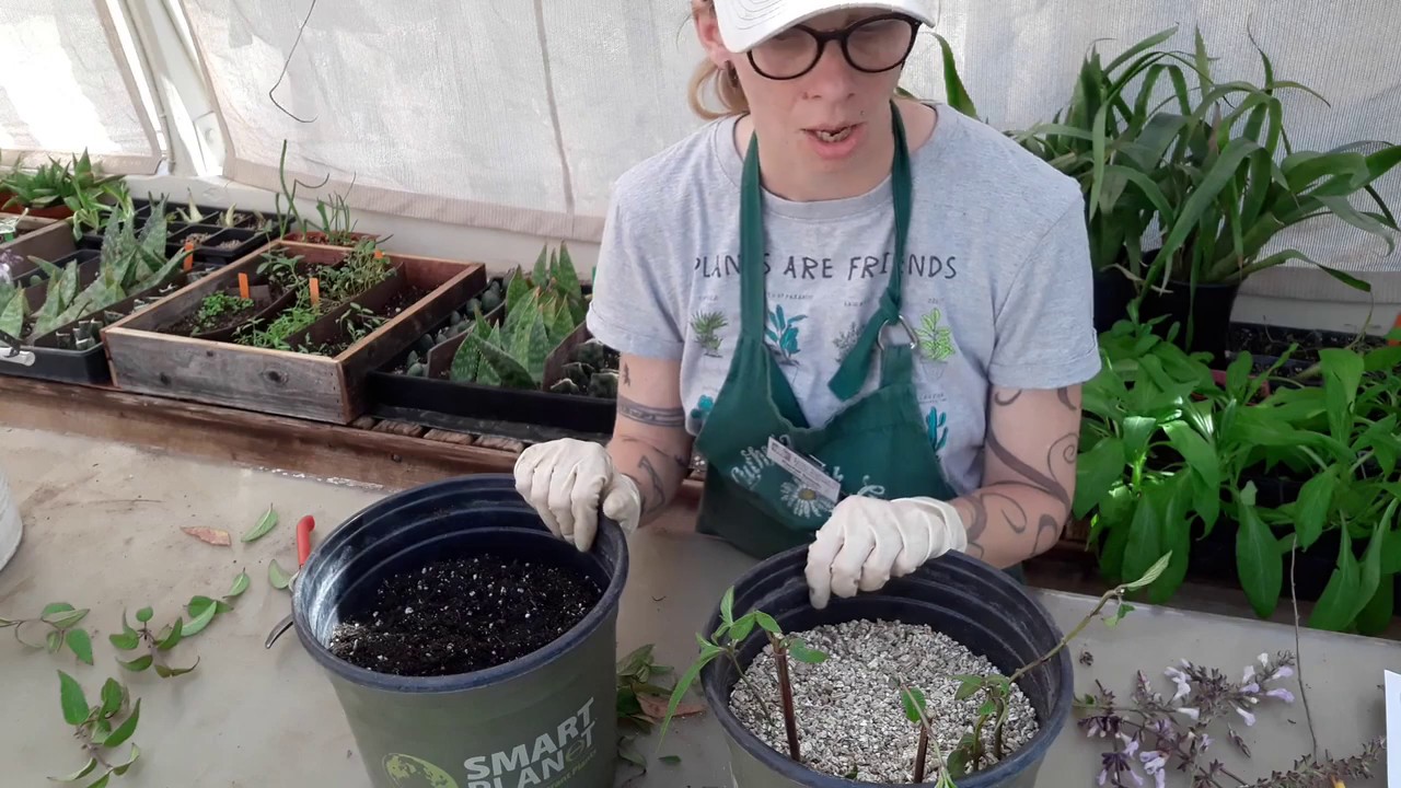 Potting soil vs Vermiculite as Rooting media - YouTube