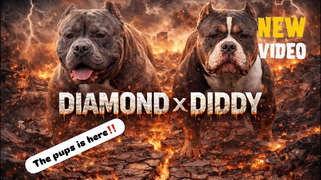 SHE HAD a 2 🏾‼️ DIAMOND DIDDY - YouTube