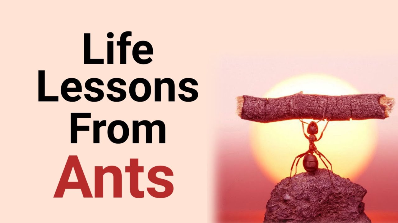 Life lessons from Ants | Best motivation from ants | Animal Series ...