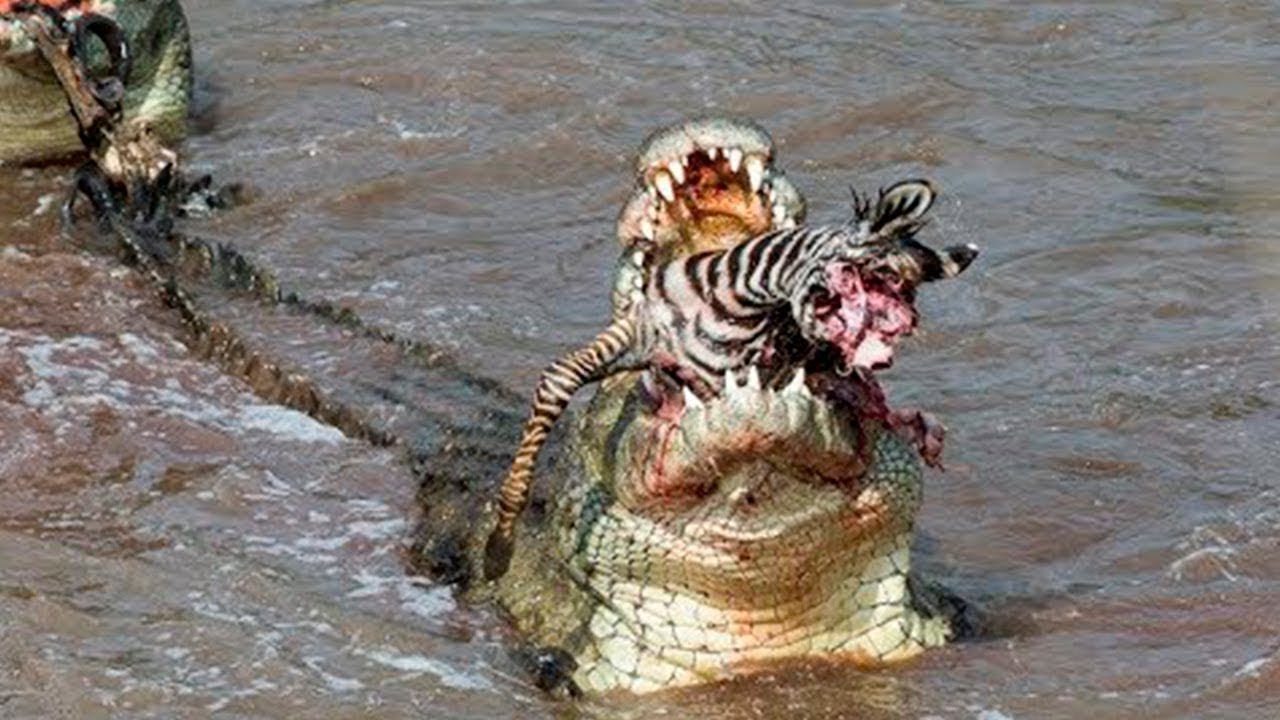IMPACTANTES ESCENAS DE ATAQUES DE COCODRILOS CAPTADAS POR LAS CÁMARAS ...
