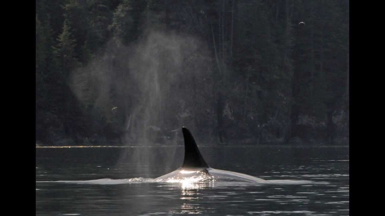 Orca Song 2013: Johnstone Strait Edition - YouTube