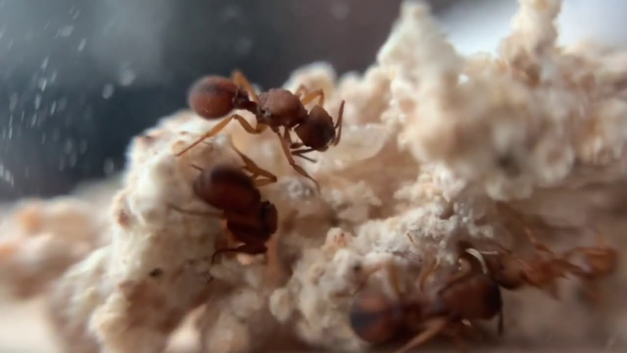 Trachymyrmex Septentrionalis | The Fungus Growing Ant - YouTube