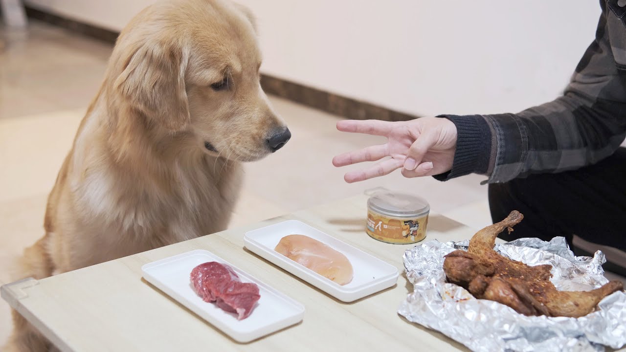 Jerry dog：I play the Hunger Games with my owner - YouTube
