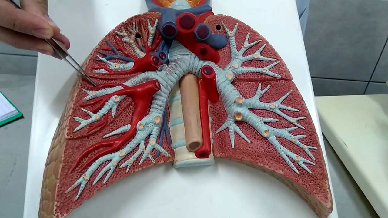 ANATOMIA III - Pulmão (parte 1) - YouTube