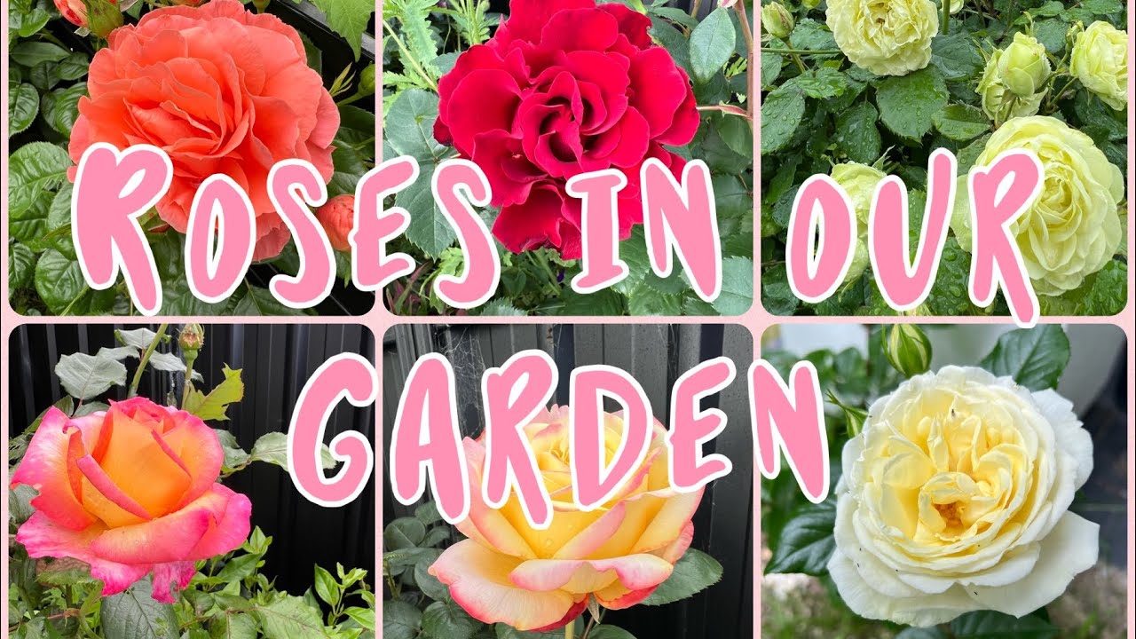 Roses in Our Garden | Blooming Beauty, Colours & Garden Tour (NZ Garden ...
