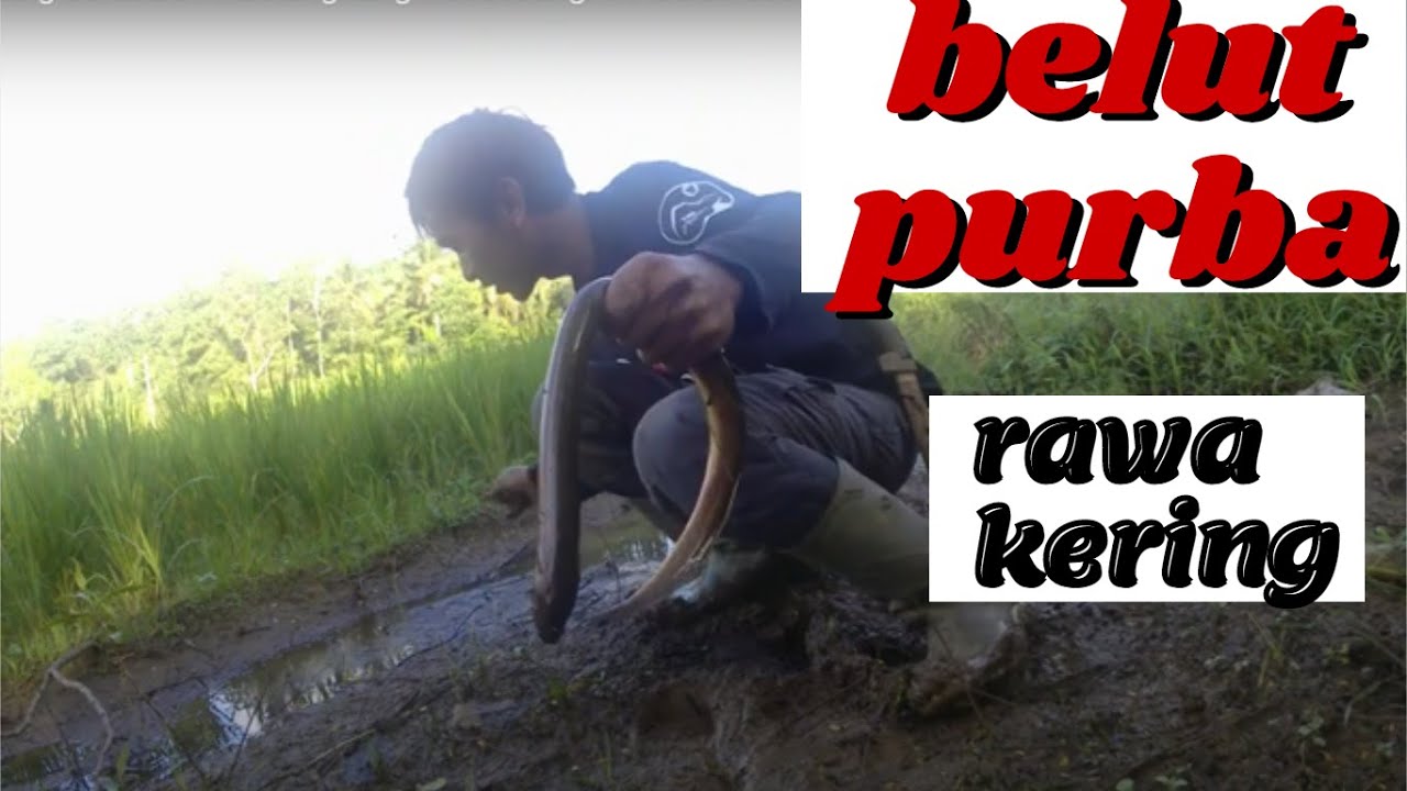 Mancing Belut Rawa Terbesar Yang Kelaparan - YouTube