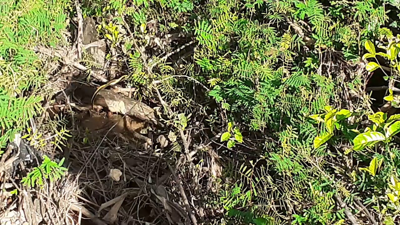 Acasalamento de cobras em nossa pescaria ! - YouTube