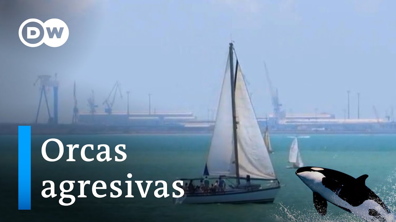 España: el ataque de las orcas - YouTube
