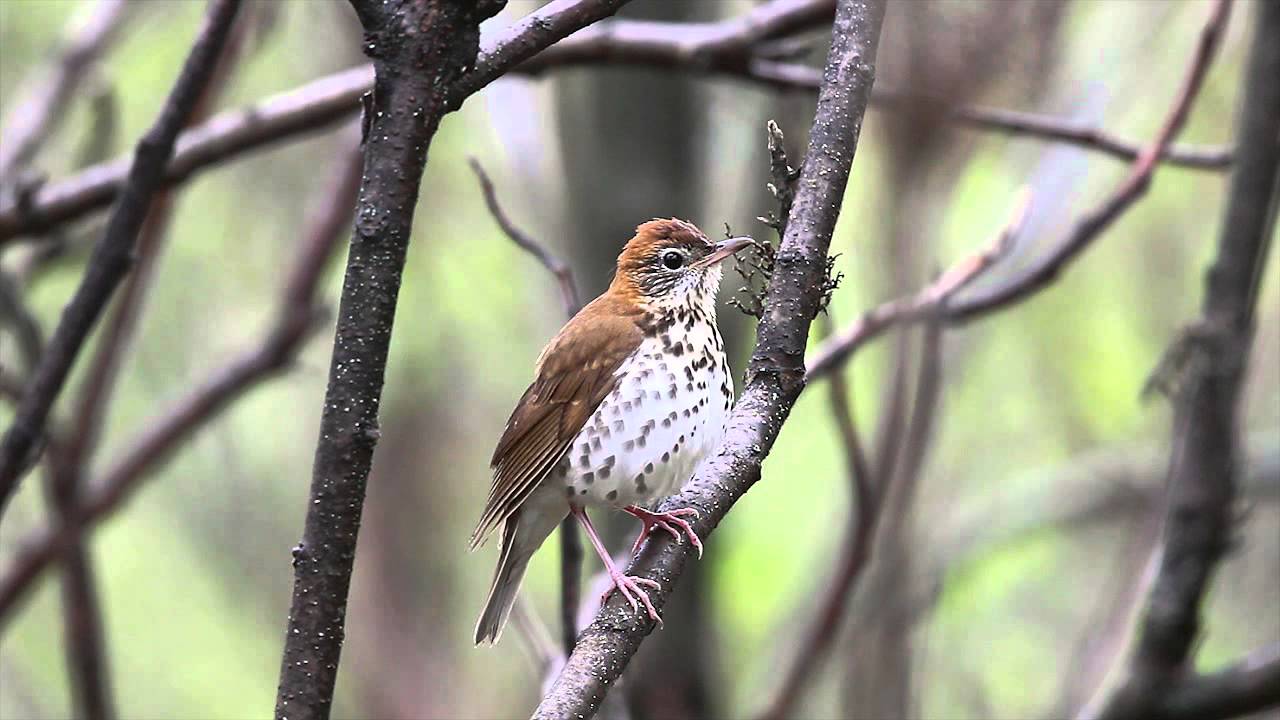Wood Thrush - YouTube