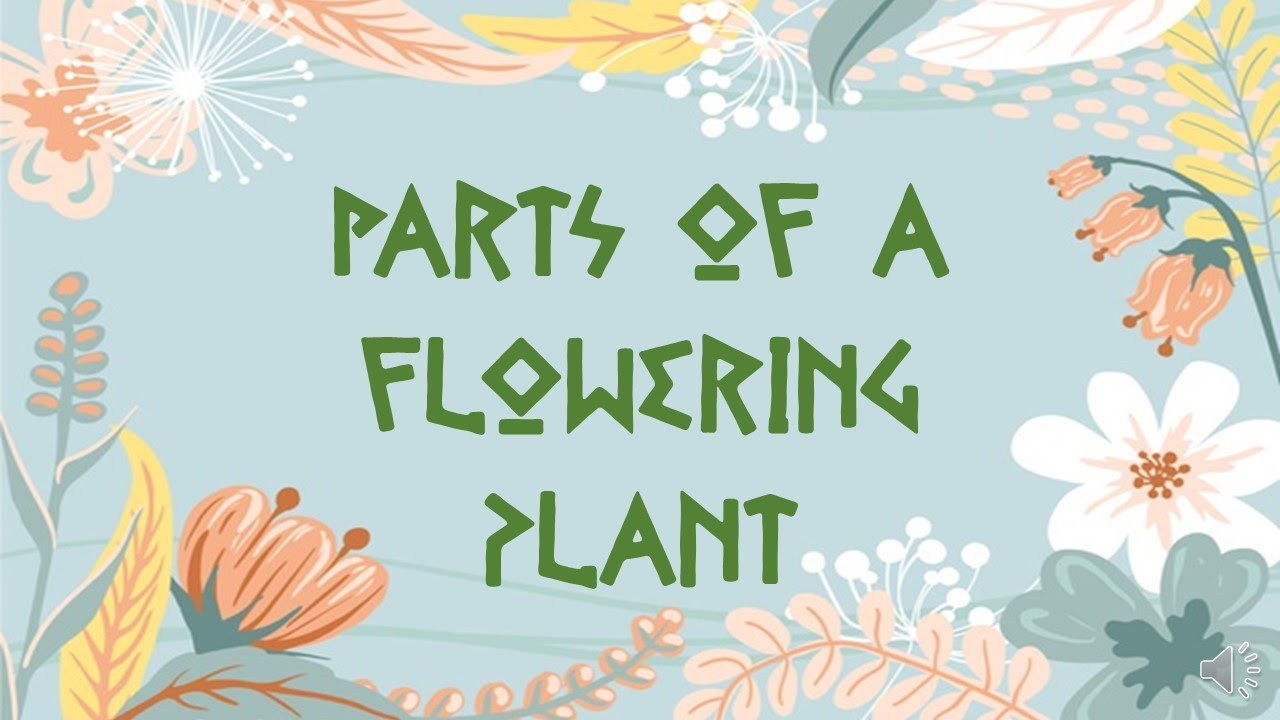Parts of a Flowering Plant | Primary 4 - YouTube