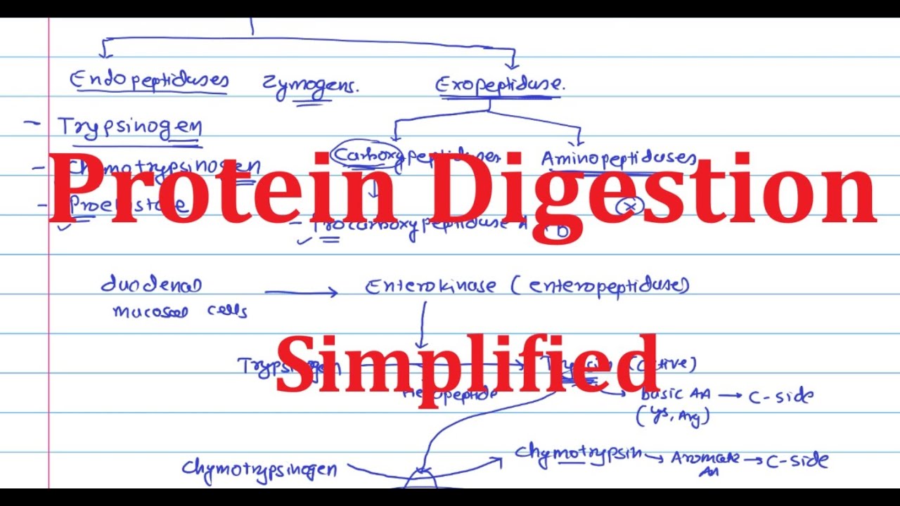 1. Digestion of Proteins - YouTube