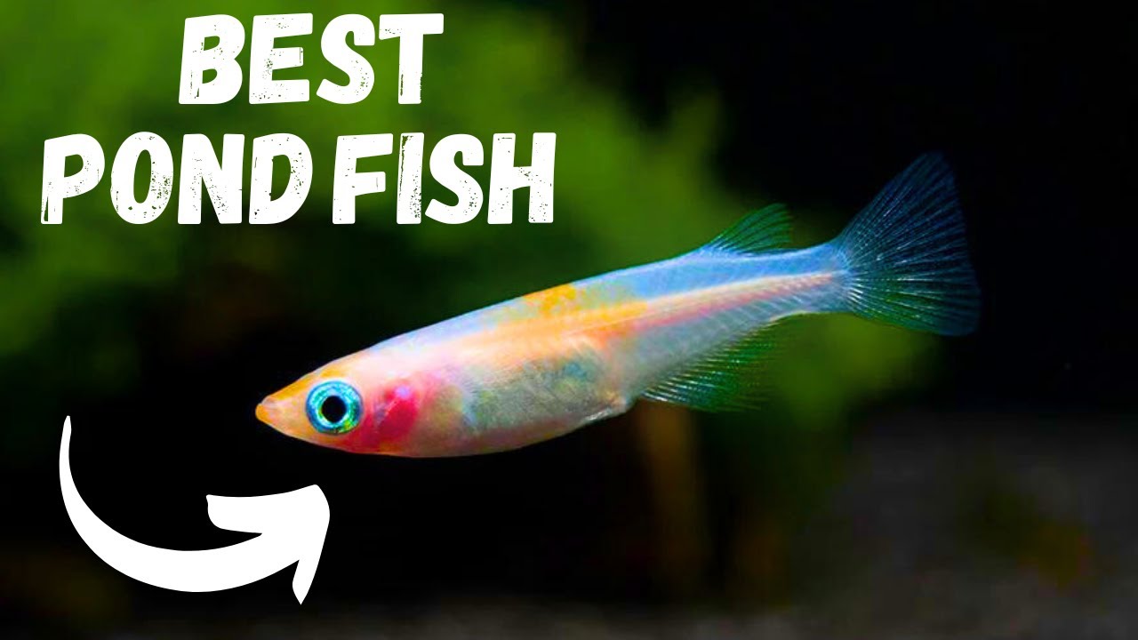 Top 5 BEST Fish For Ponds - YouTube