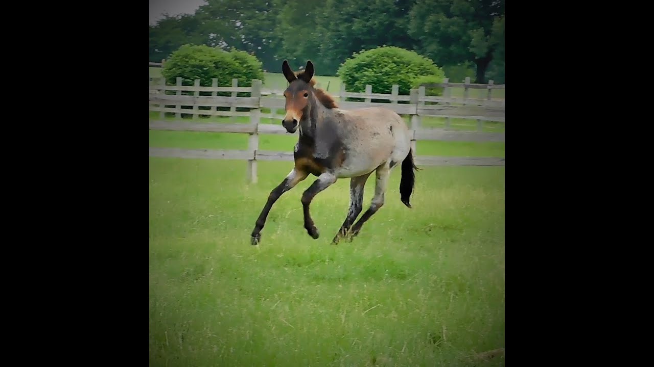 Kachina September 2020 bay roan molly mule - YouTube