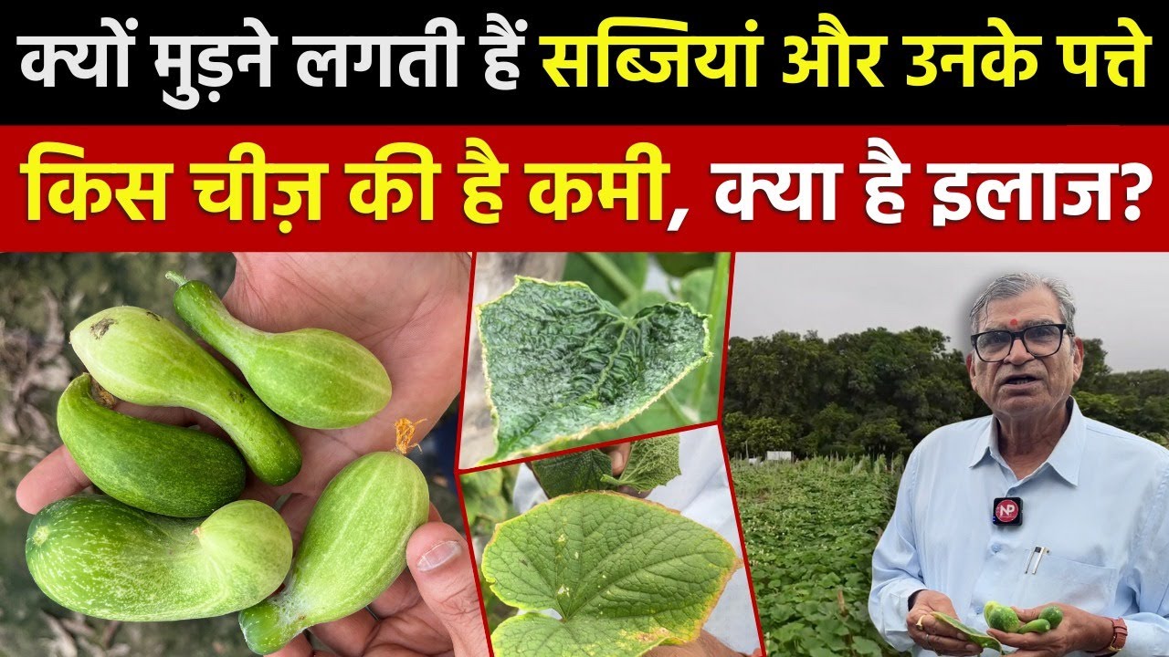 Nutrient Deficiency in Vegetable Crop | Symptoms Treatment | पौधे में ...