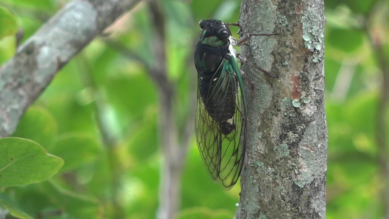 Cicada Singing - YouTube