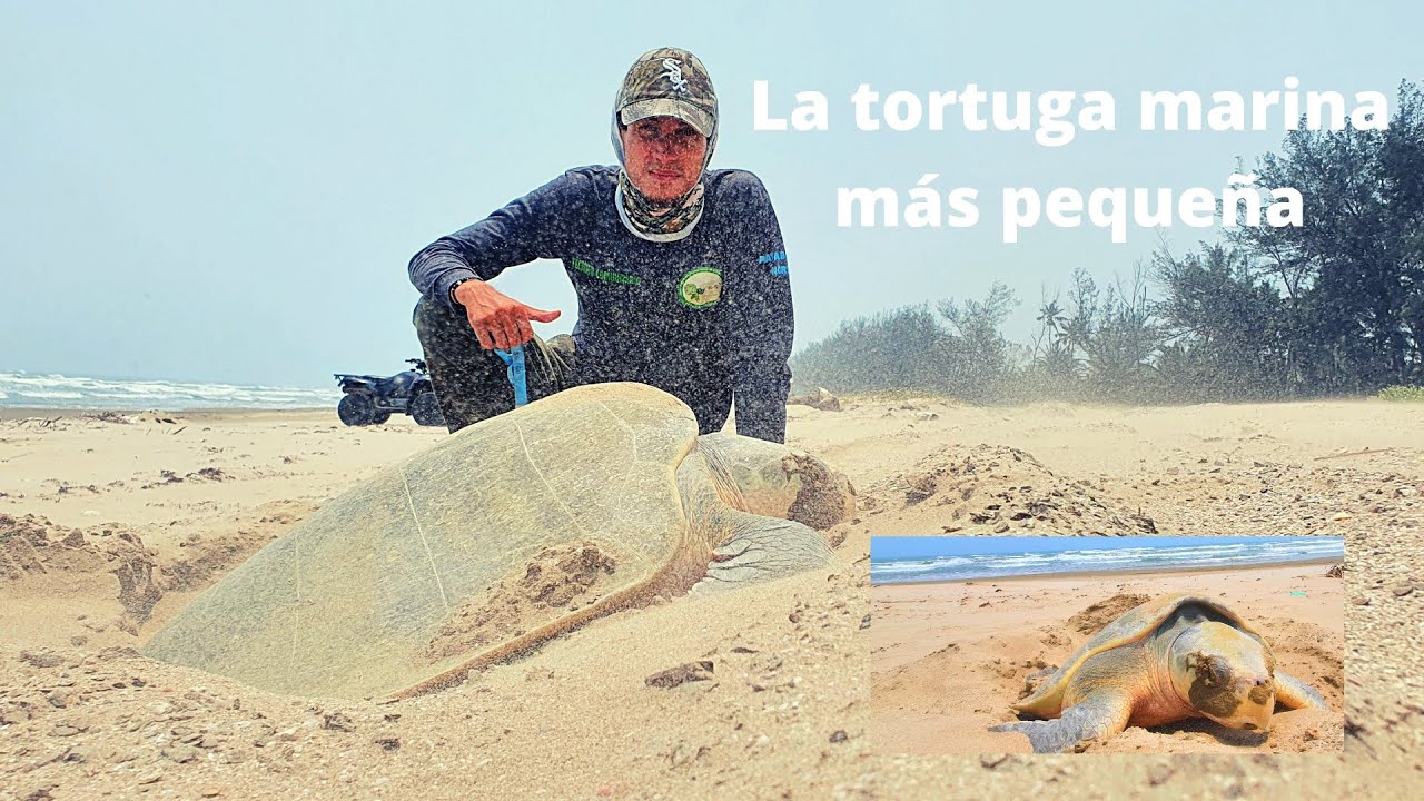 Esta es la tortuga marina mas pequeña de todas | La tortuga lora | Kemp ...