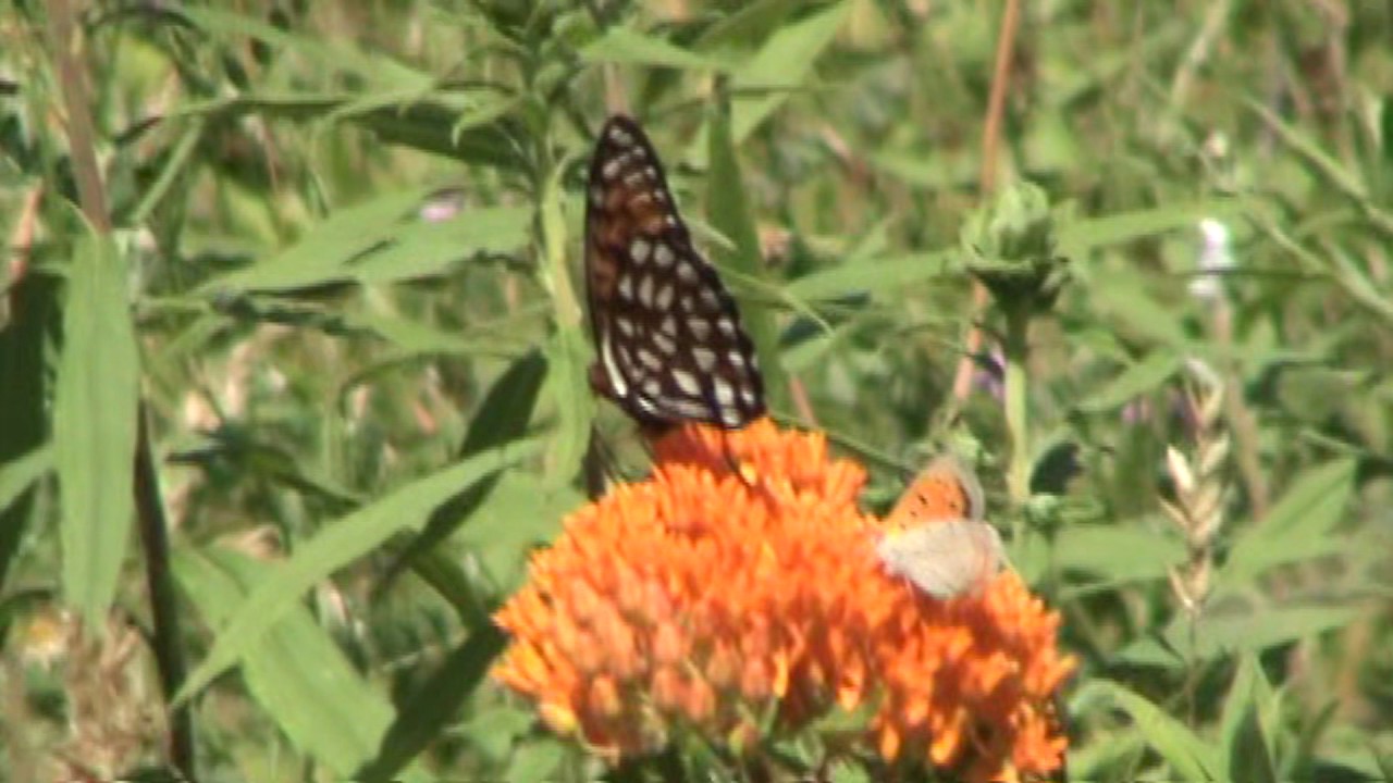 Rare regal fritillary butterflies at Fort Indiantown Gap, Lebanon ...