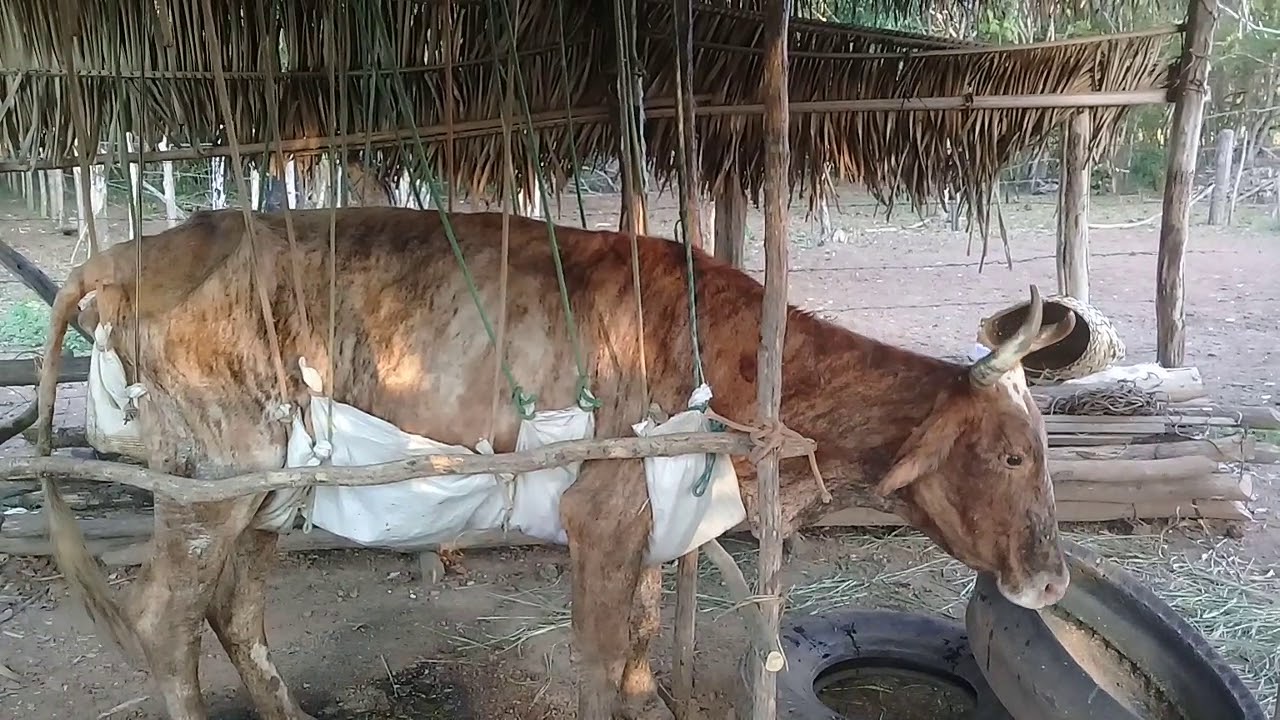 Como colocar uma vaca na rede quando ela ta debilitada - YouTube