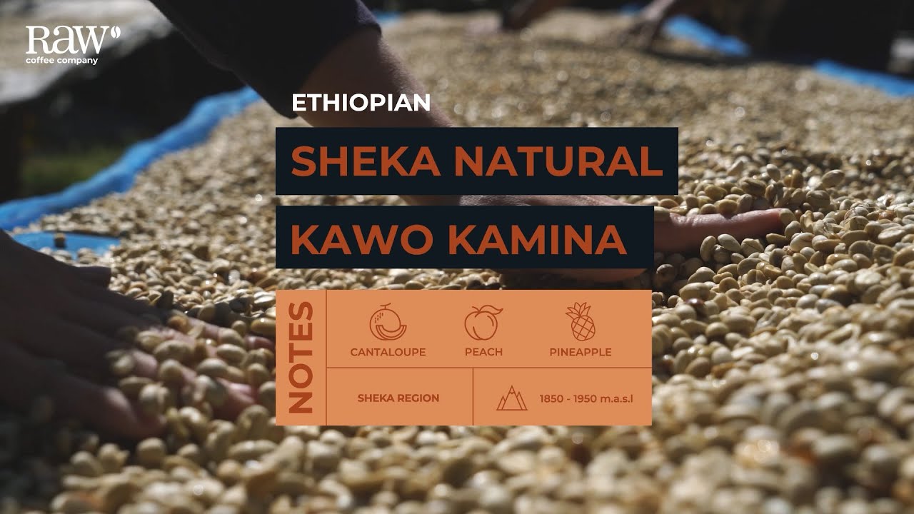 ETHIOPIAN SHEKA NATURAL KAWO KAMINA COFFEE - YouTube