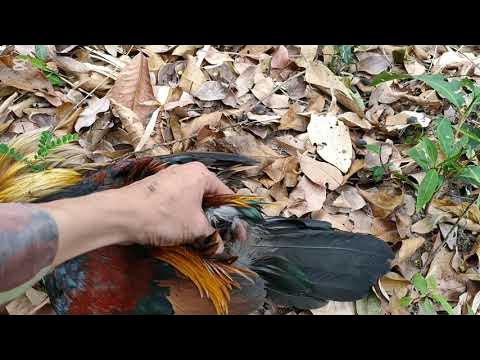 dib qaib qus mus ib hnub tua 8 phom laib - YouTube