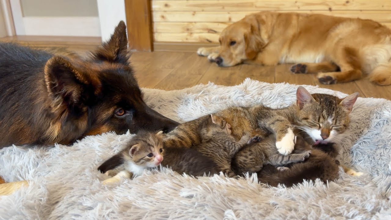Adorable German Shepherd Helps Mama Cat Babysit Her Kittens - YouTube
