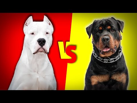 Dogo Argentino VS Rottweiler