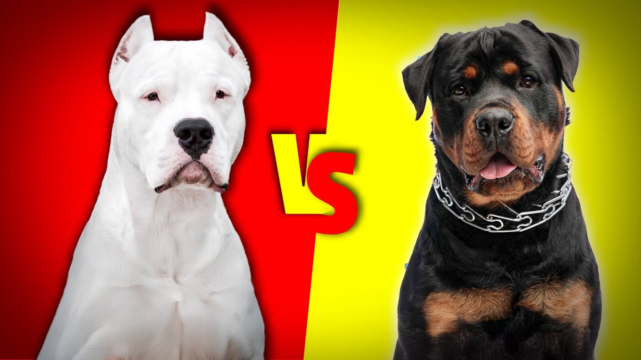 Dogo Argentino VS Rottweiler - YouTube