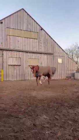 Skip's new friend. A jumping horse. I love how they play - YouTube