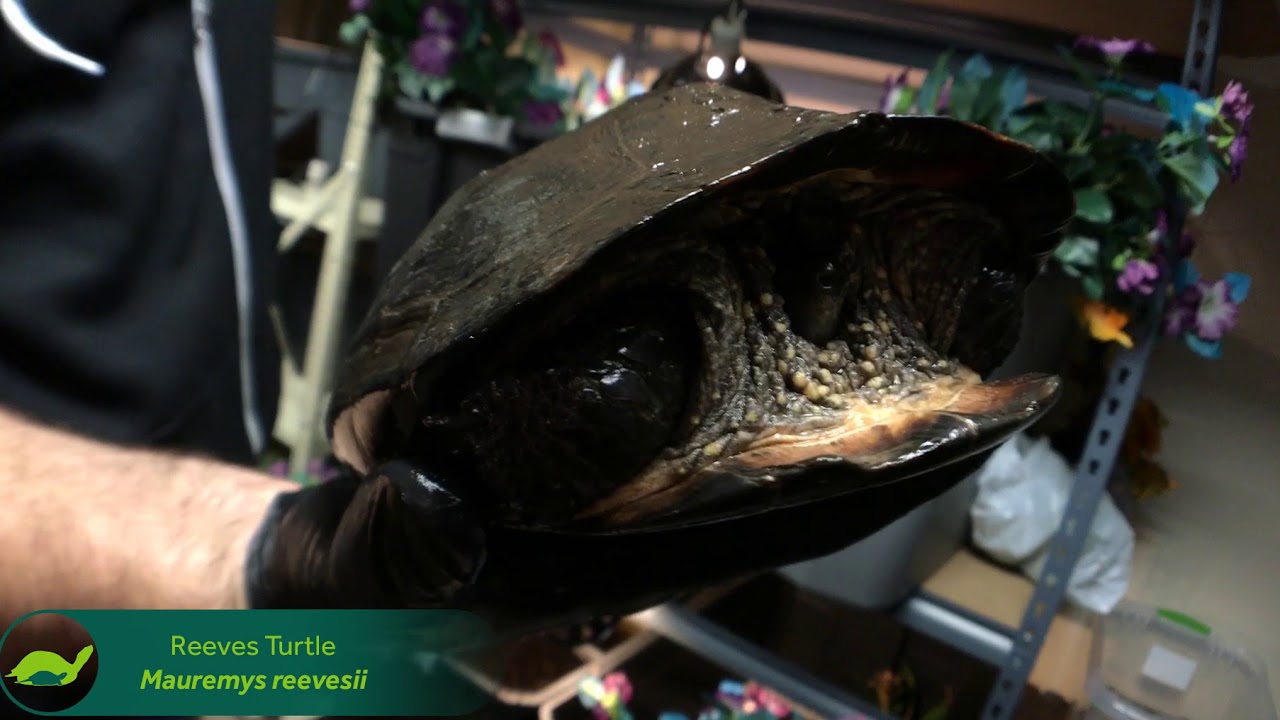 Unusual Hybrid Turtles: A Happy Accident - YouTube