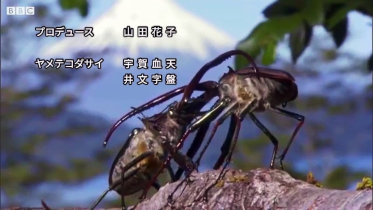 Beetle Fighting Anime OP - YouTube