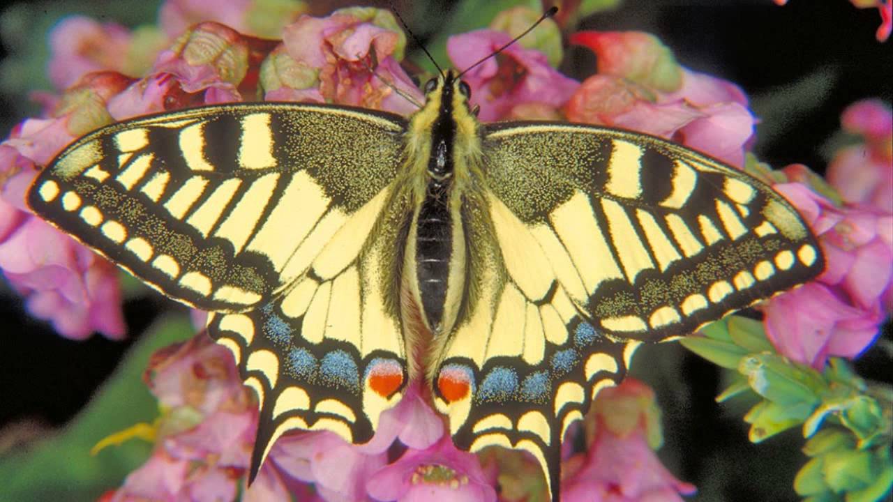 Kookie Freeman - Fly Me High, Butterfly 2:29 - YouTube