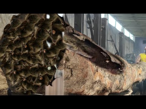 Incredible wood sawmill skills - the trouble process of sawing teak wood