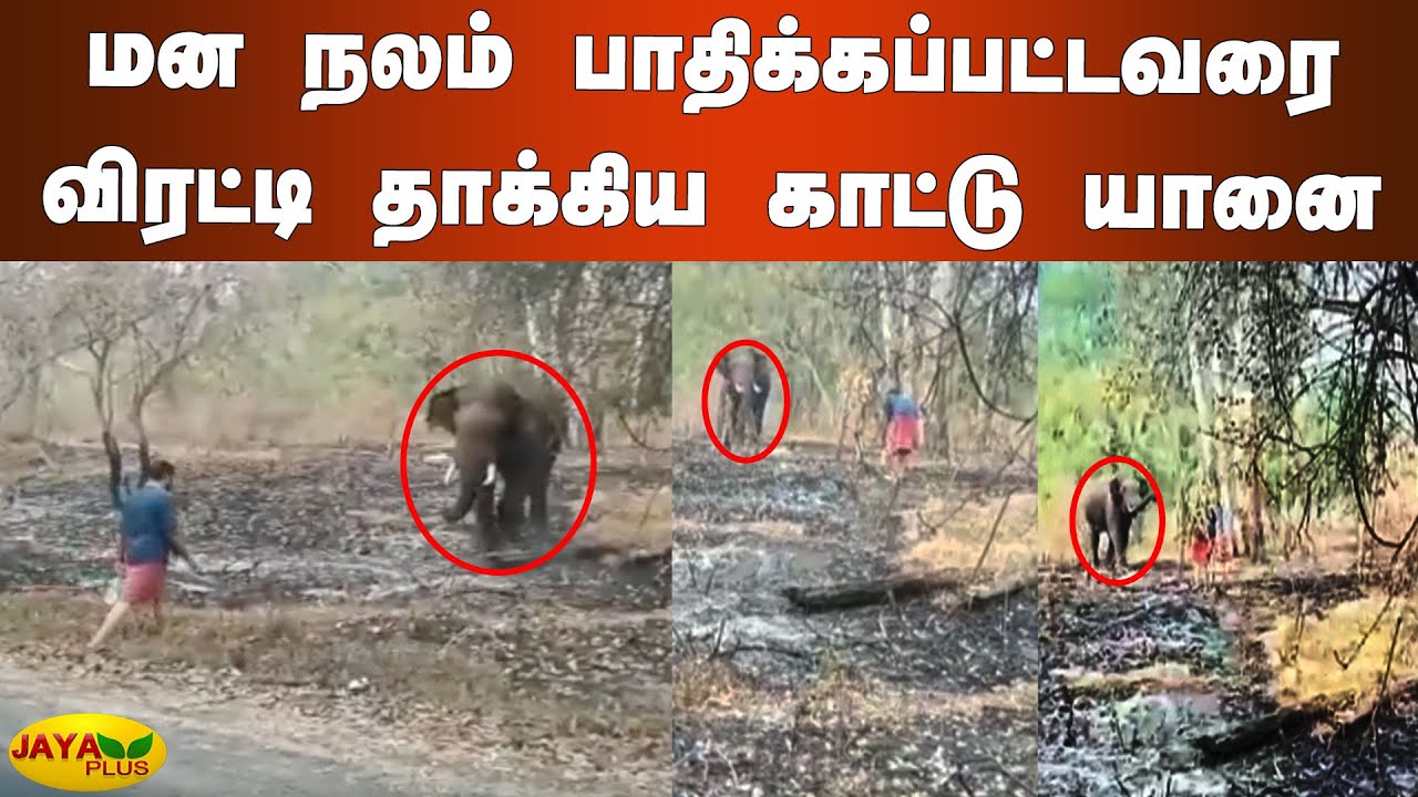 மன நலம் பாதிக்‍கப்பட்டவரை விரட்டி தாக்‍கிய காட்டு யானை | Erode | Wild Elephant Attack | Shocking ...